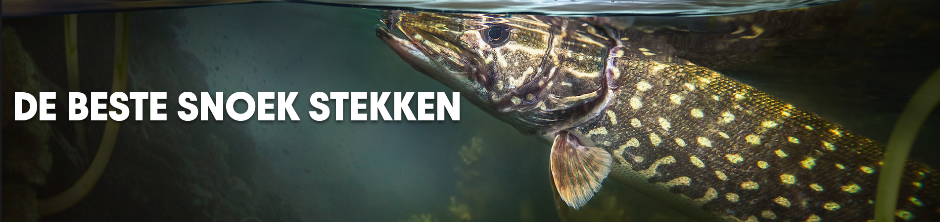 Ga je snoekvissen? Op deze stekken zit gegarandeerd vis!