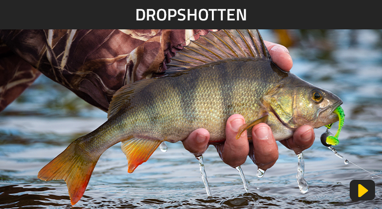 Voor het eerst baarsvissen? Hier leer je alles over baarsvissen!